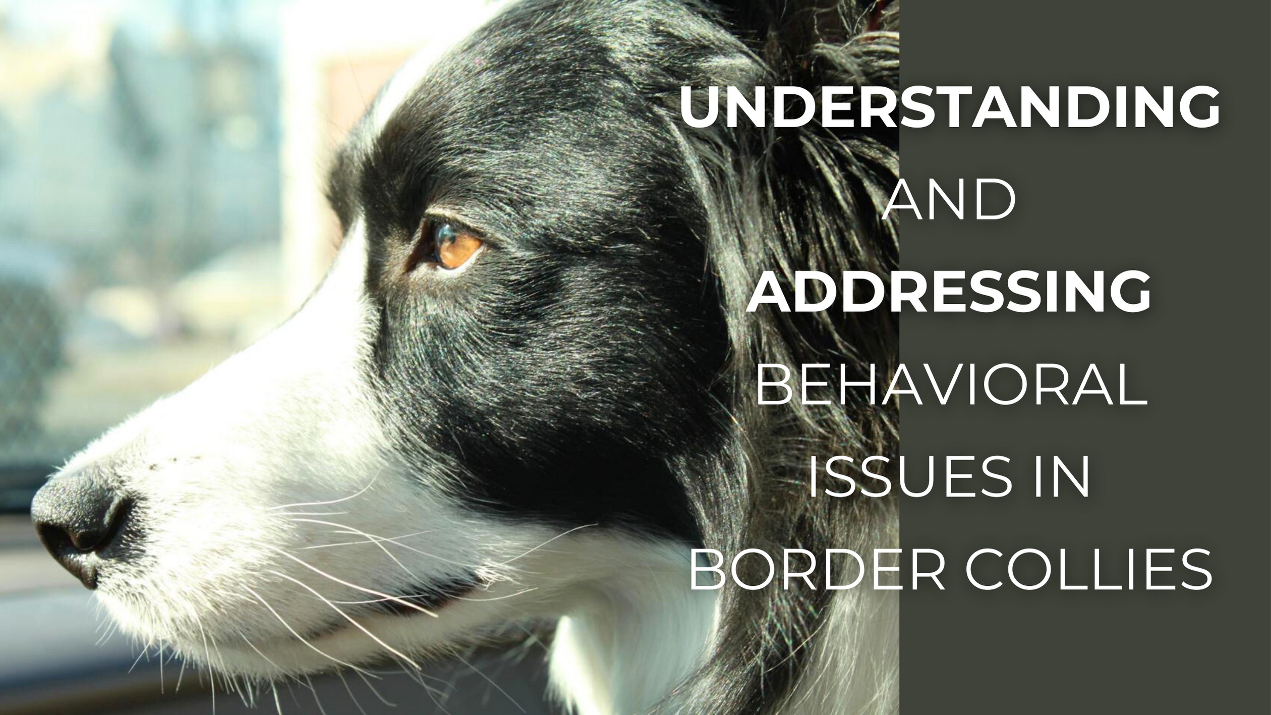 Understanding and Addressing Behavioral Issues in Border Collies – Bordercollied Up