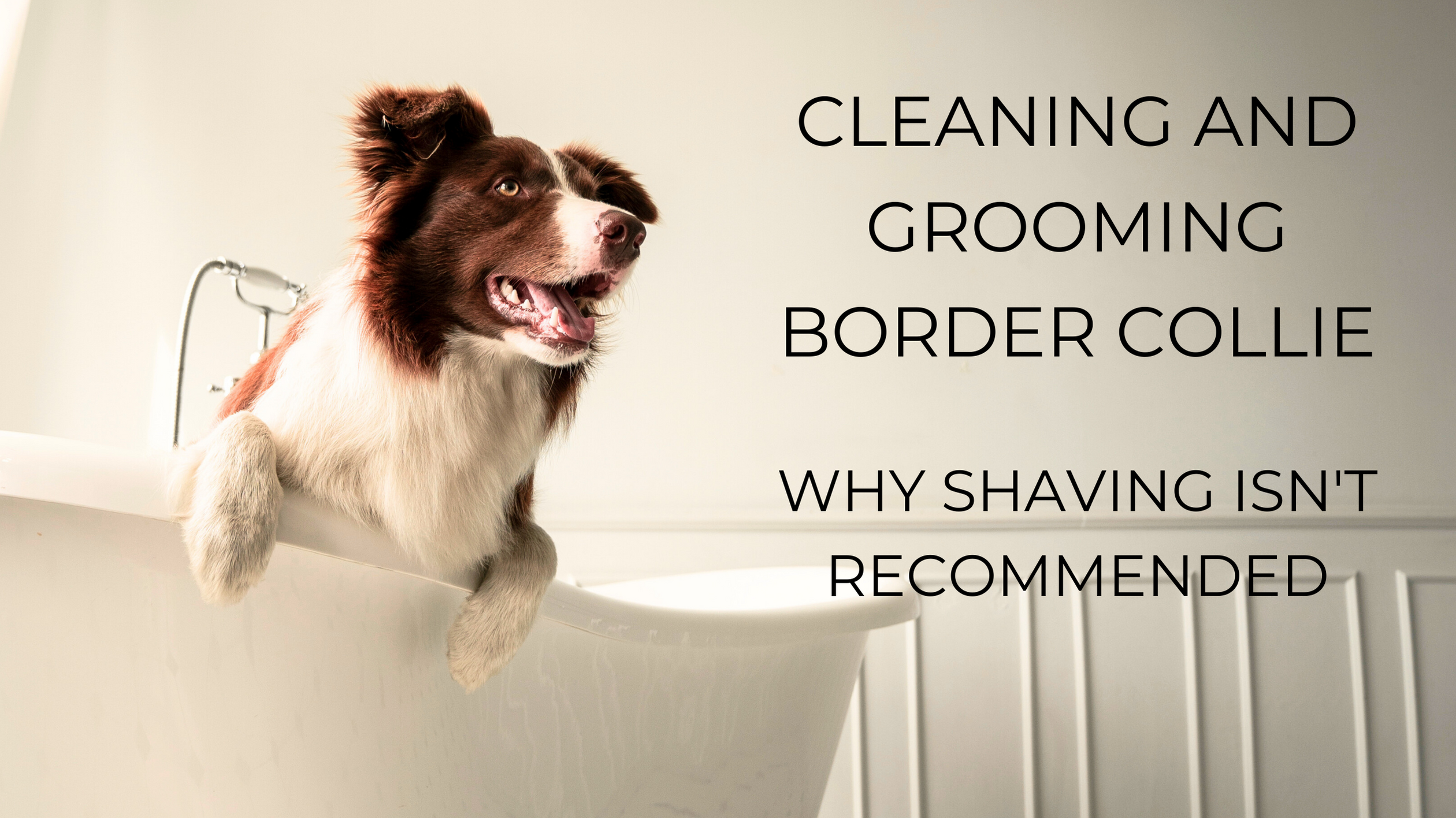 Grooming A Border Collie - Why shaving isn't recommended – Bordercollied Up