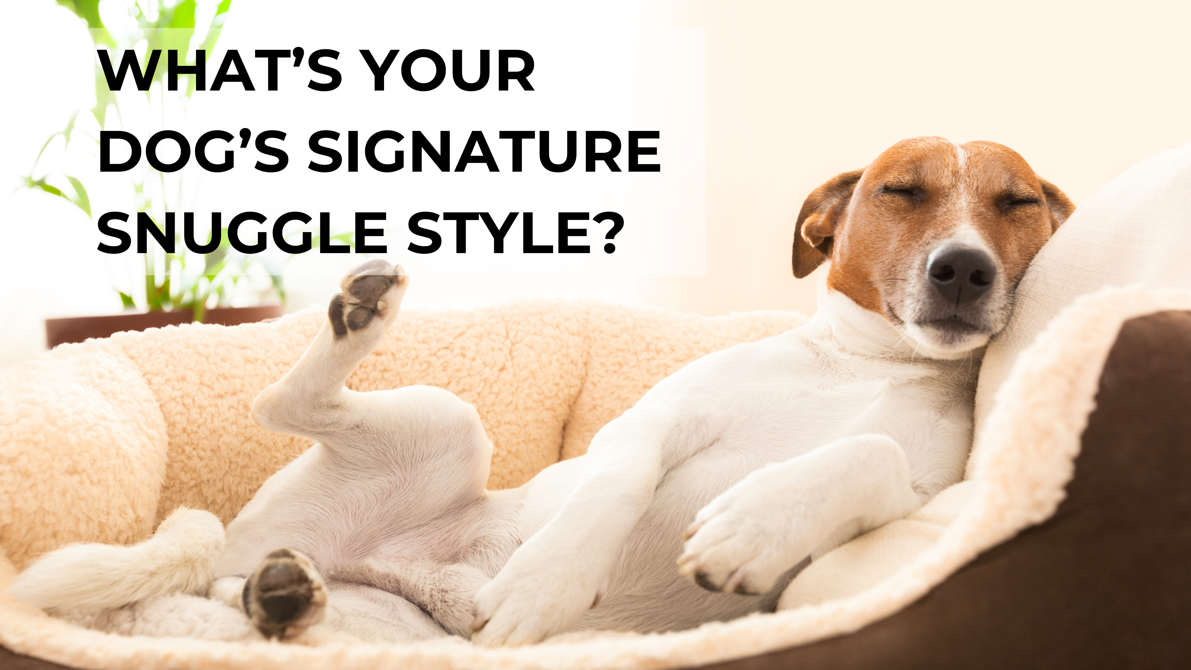 What’s Your Dog’s Signature Snuggle Style? – Bordercollied Up