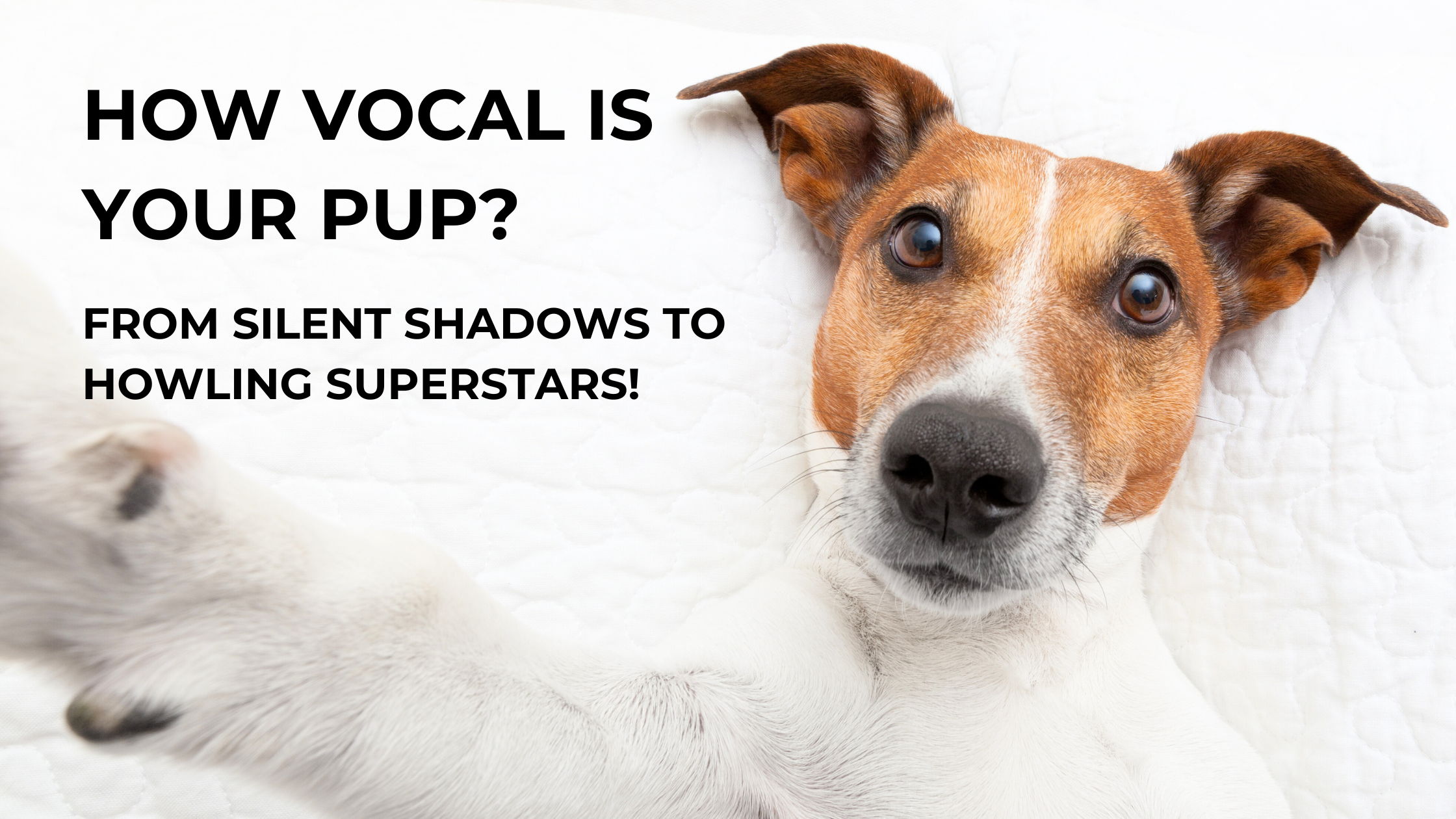 How Vocal Is Your Pup? From Silent Shadows to Howling Superstars ...
