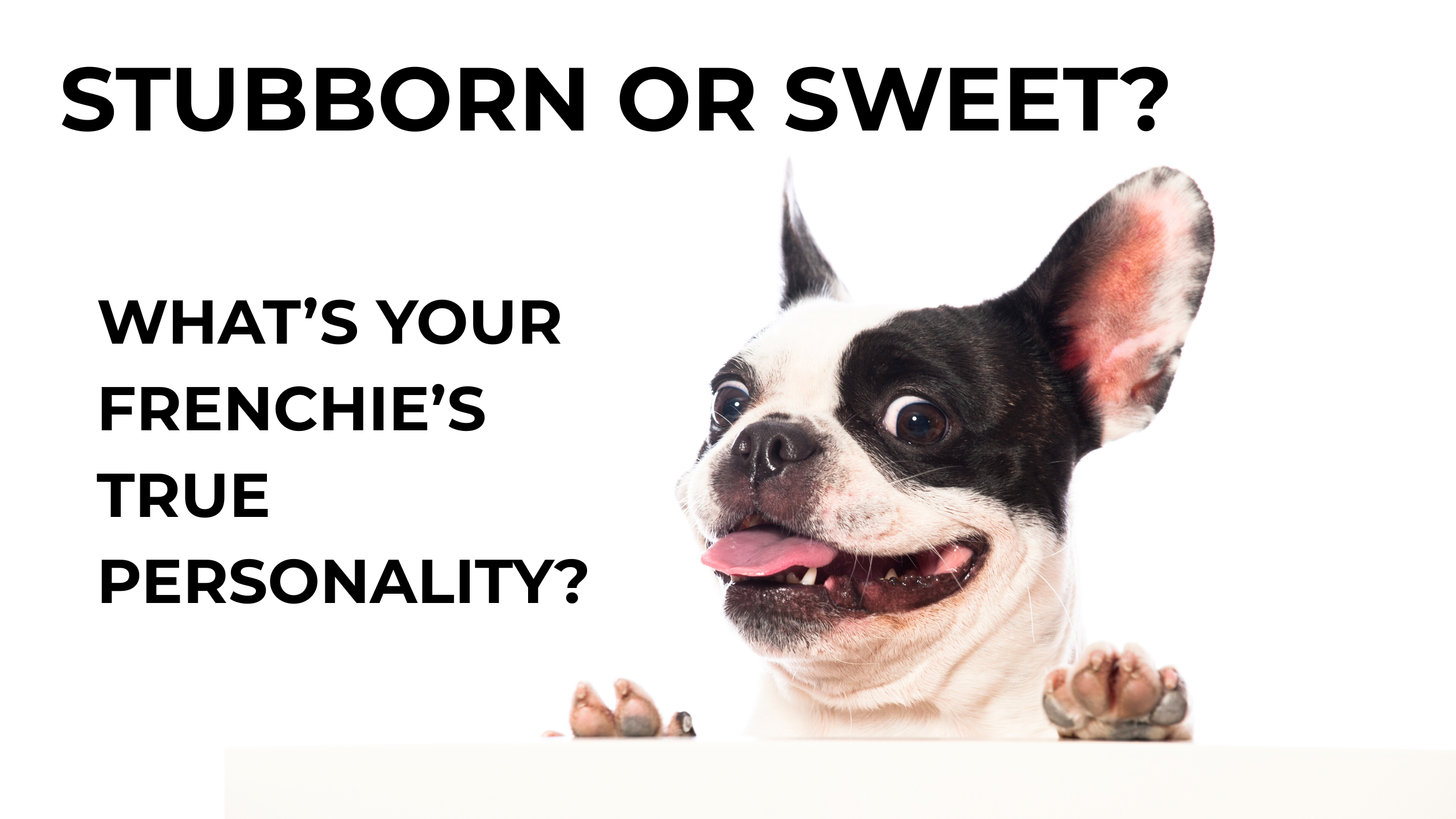 Stubborn or Sweet? What’s Your Frenchie’s True Personality ...