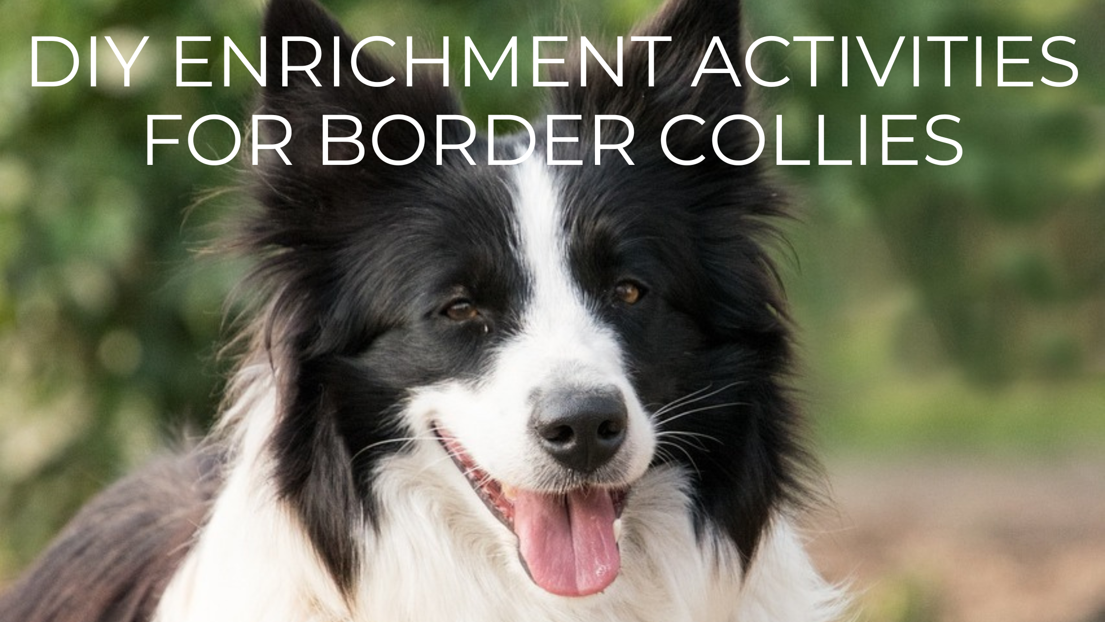 Keep your Border Collie Entertained with Your Creativity ...
