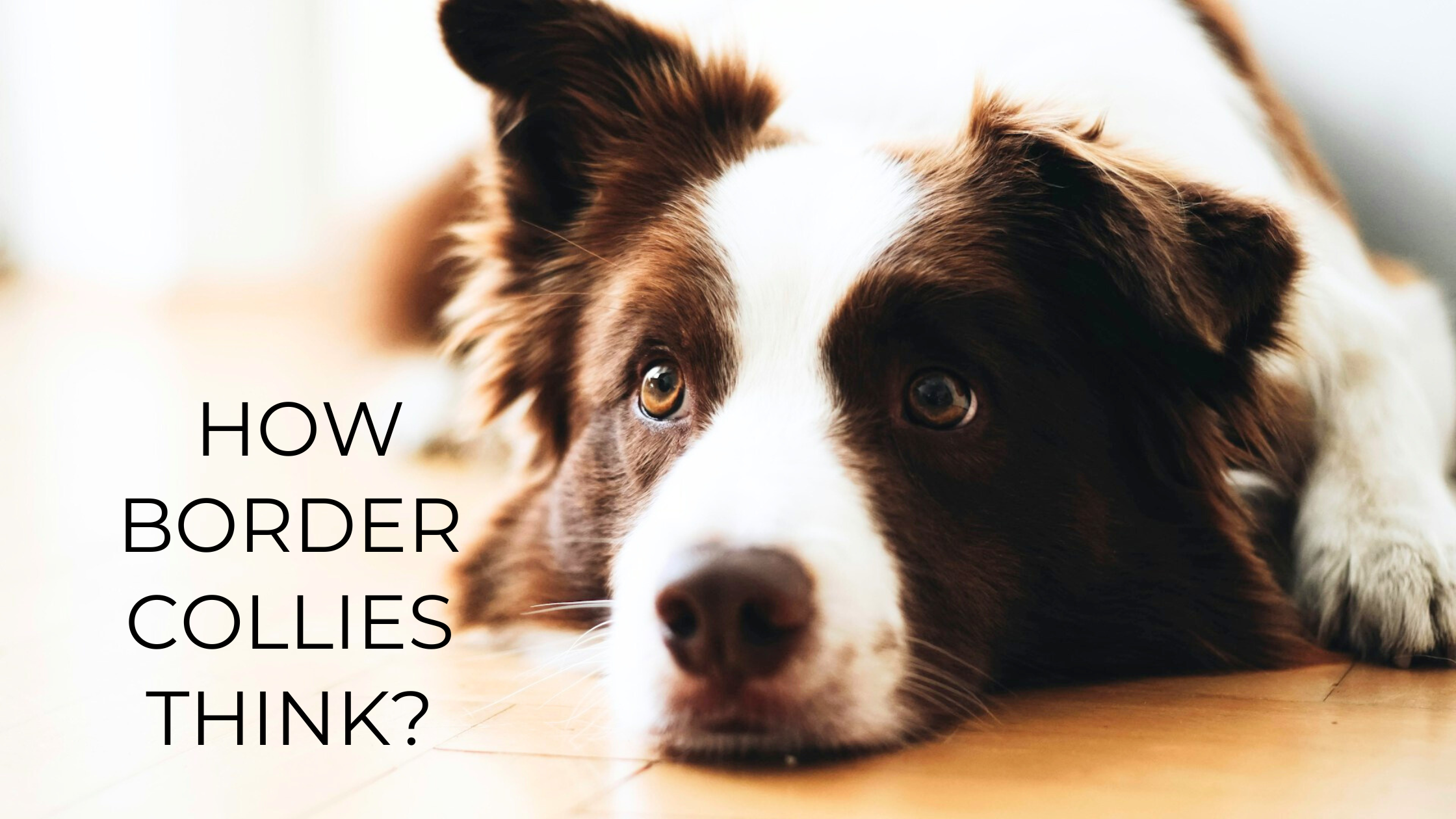 Exploring the Border Collie Brain : Unraveling the Genius Within ...